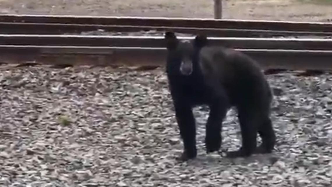 Police shoot bear cub in Canby | kgw.com