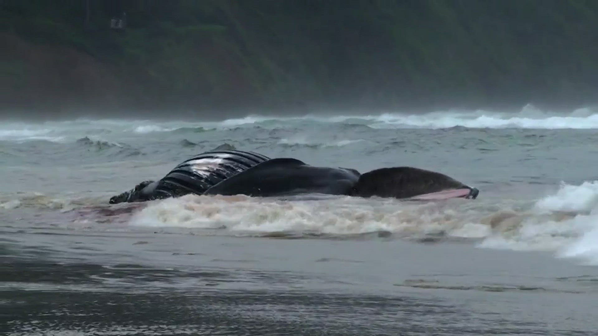 Whale corpse washes up again on Oregon beach | kgw.com
