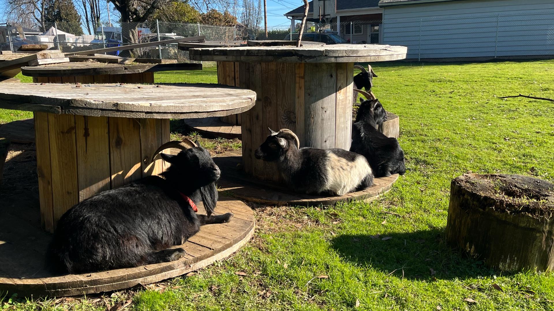 Portland's Belmont Goats looking for new, permanent home | kgw.com