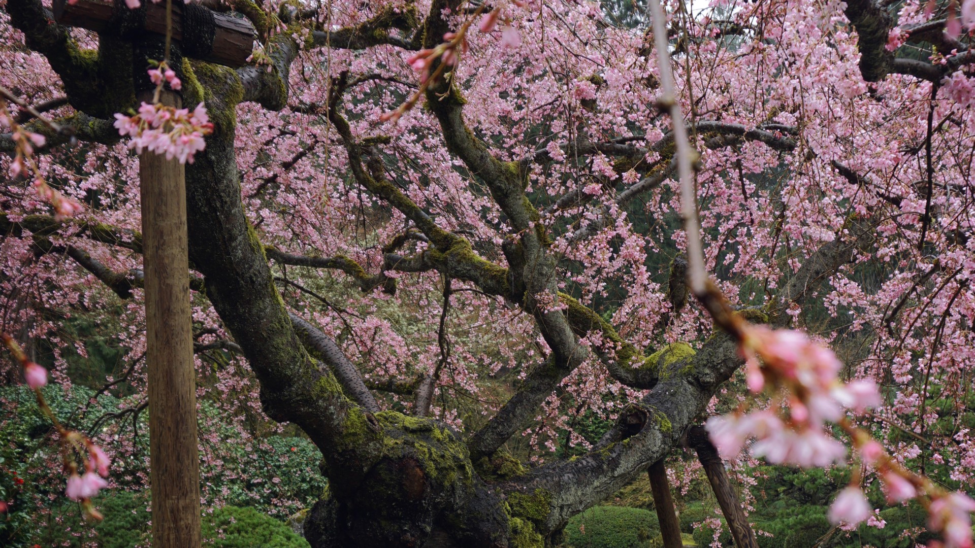 Cherry blossoms in Portland: Where you can see them | kgw.com