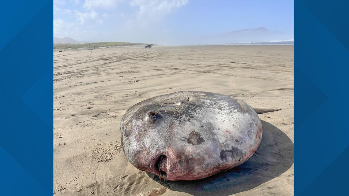 Rare giant fish washes up on Oregon Coast | kgw.com