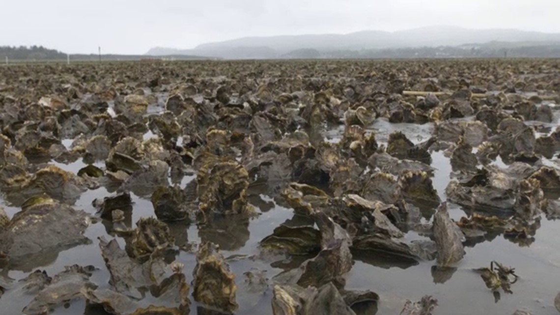 OSU gain grant to study ways to stem ocean acidification | kgw.com