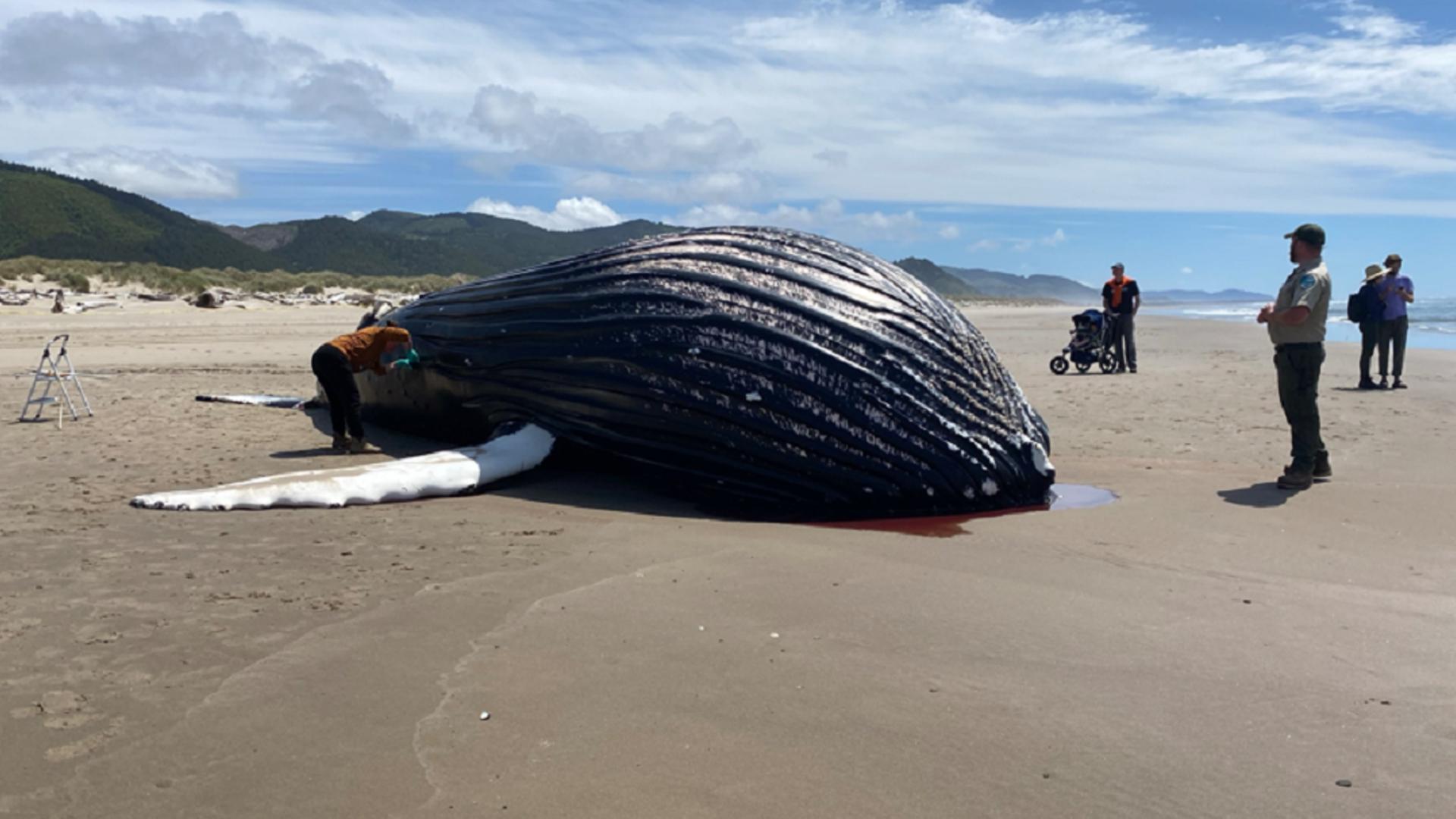 Dead humpback whale washes ashore on Oregon Coast | kgw.com