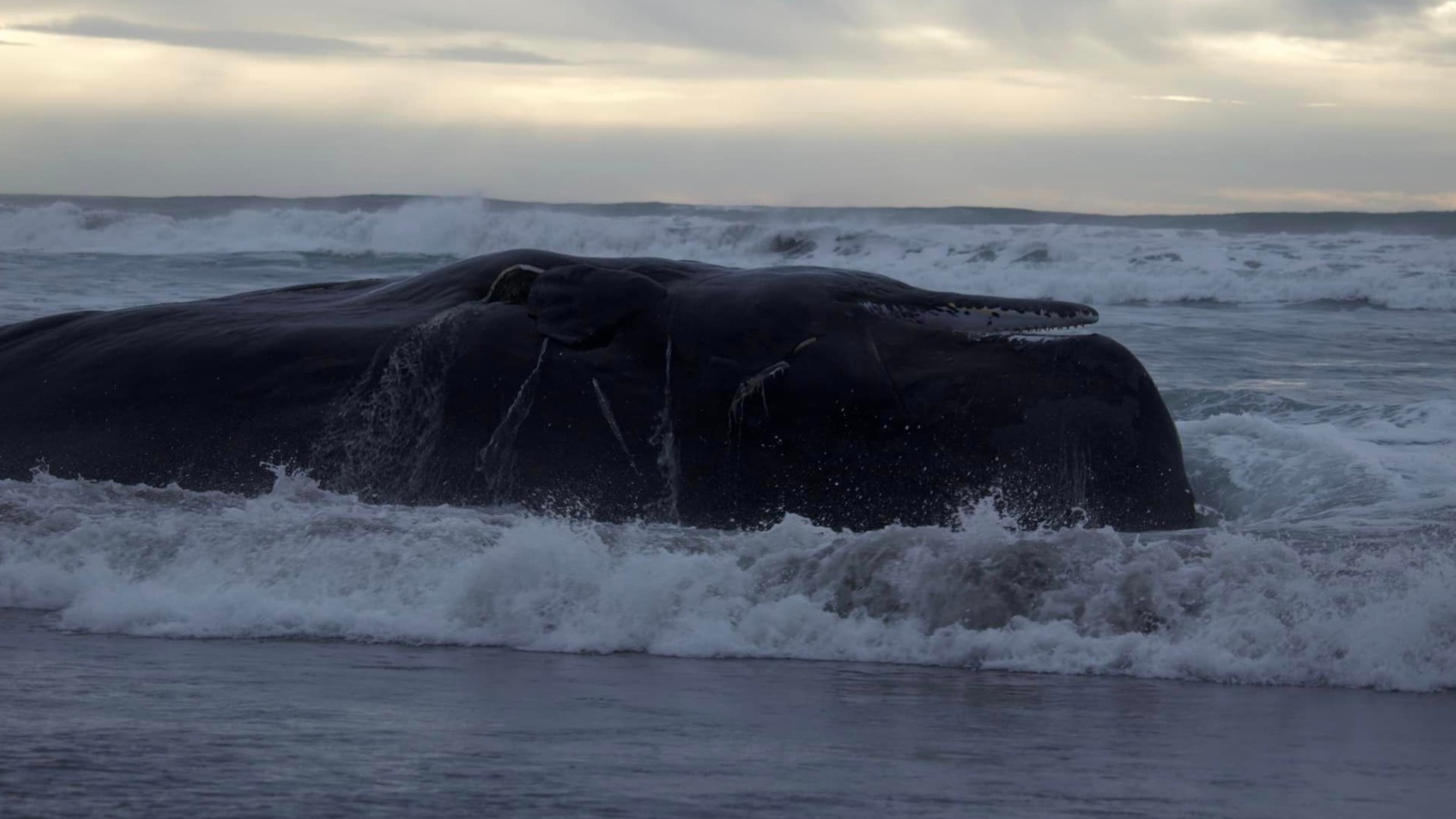 Dead whale washes up on Oregon coast at Fort Stevens State Park | kgw.com