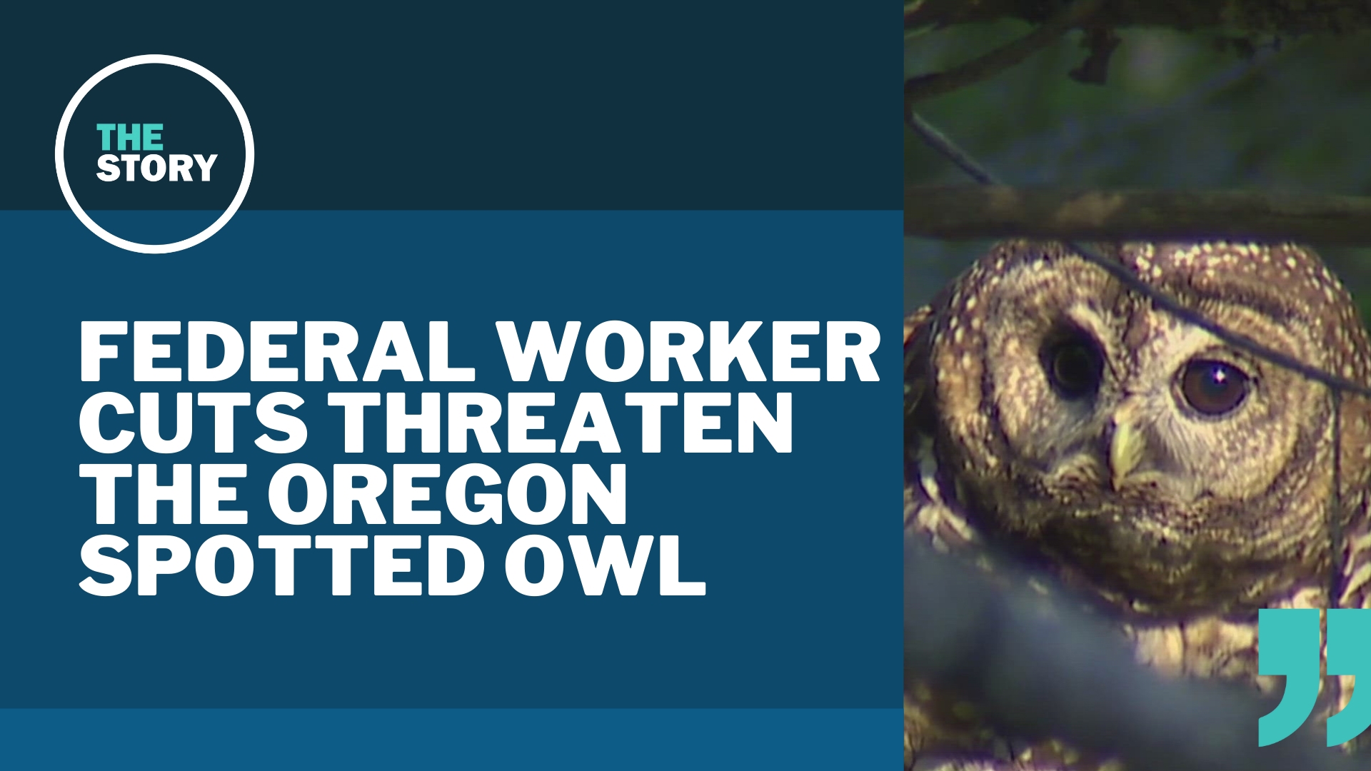 Conservation nonprofit says Trump cuts threaten Oregon's spotted owl ...