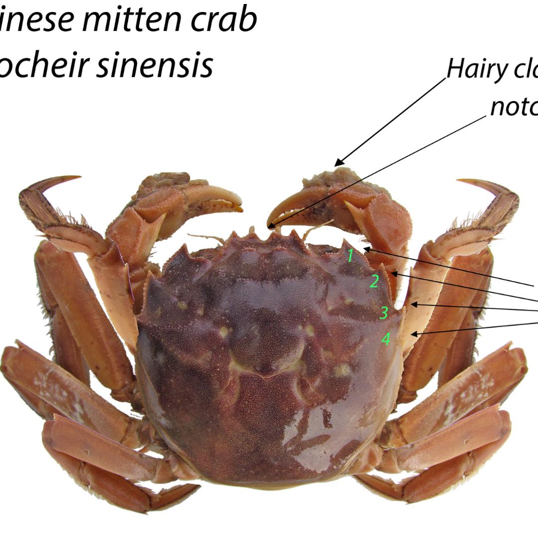 Fuzzy, destructive, invasive crab found in Willamette River. Scientists ...