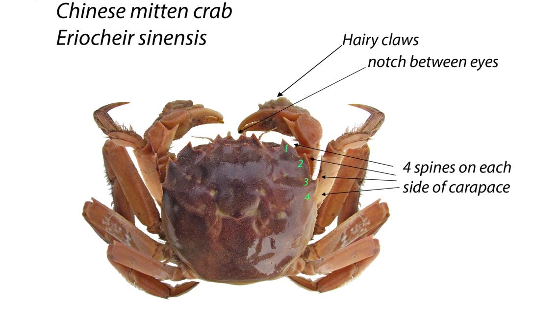 Fuzzy, destructive, invasive crab found in Willamette River. Scientists want your help getting ...