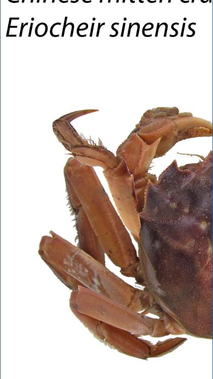 Fuzzy, destructive, invasive crab found in Willamette River. Scientists ...