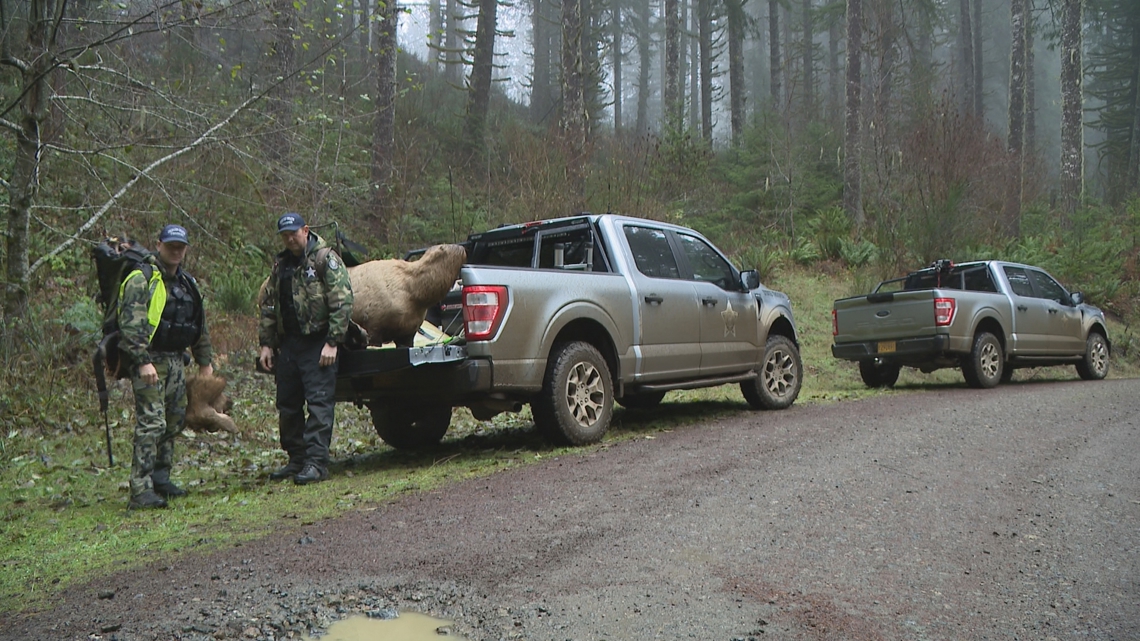 Oregon state troopers set up decoy elk to catch hunters flouting state ...