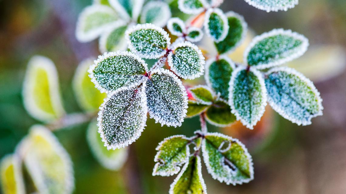 Frost advisory issued for Portland outskirts; protect sensitive plants ...