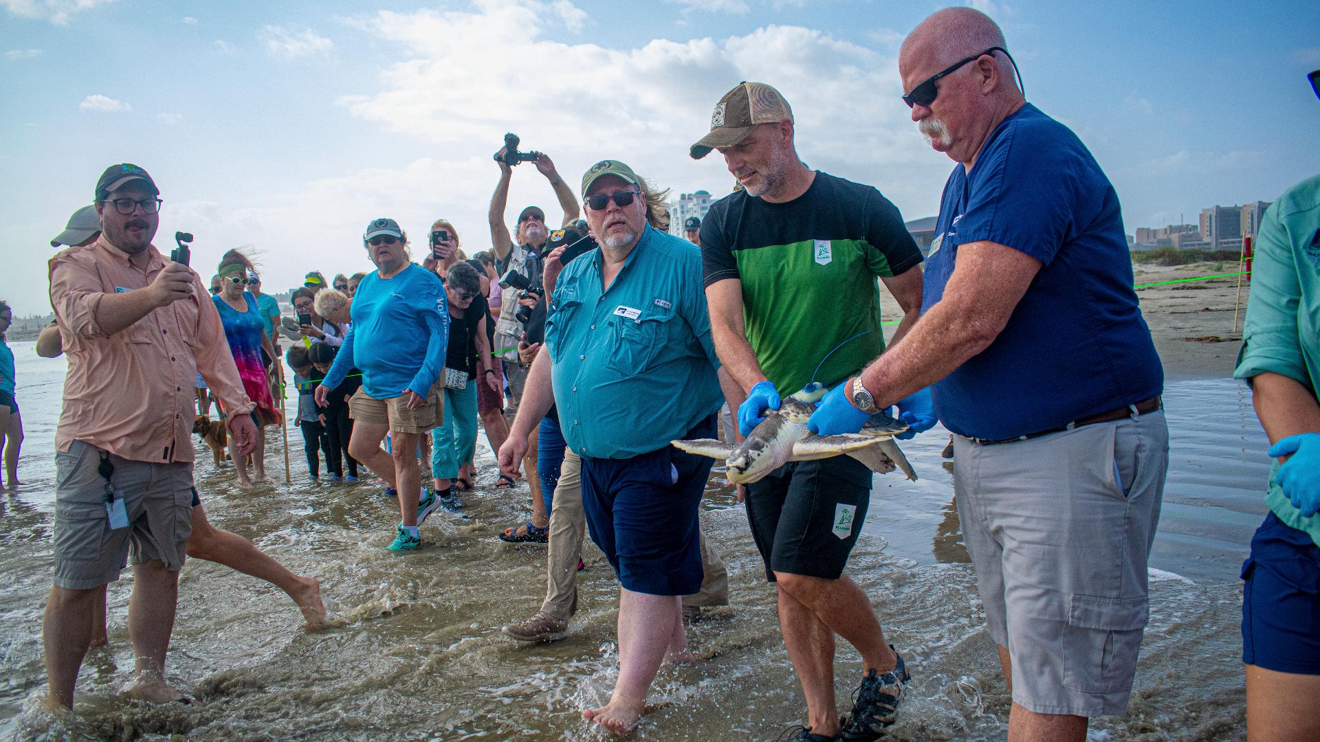 Boeier the endangered Kemp's ridley sea turtle released into Gulf | kgw.com