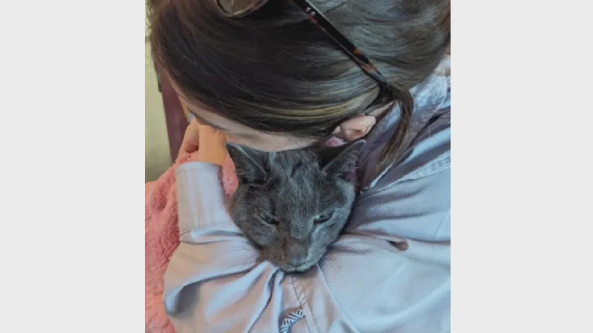 Seattle woman claims Blue Angels terrorized cat, sues over social media ...