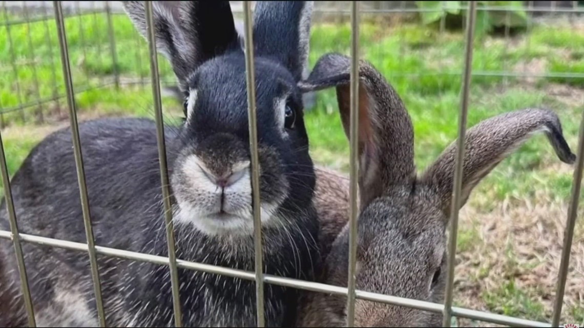 Edmonds couple gets engaged after saving 33 rabbits | kgw.com