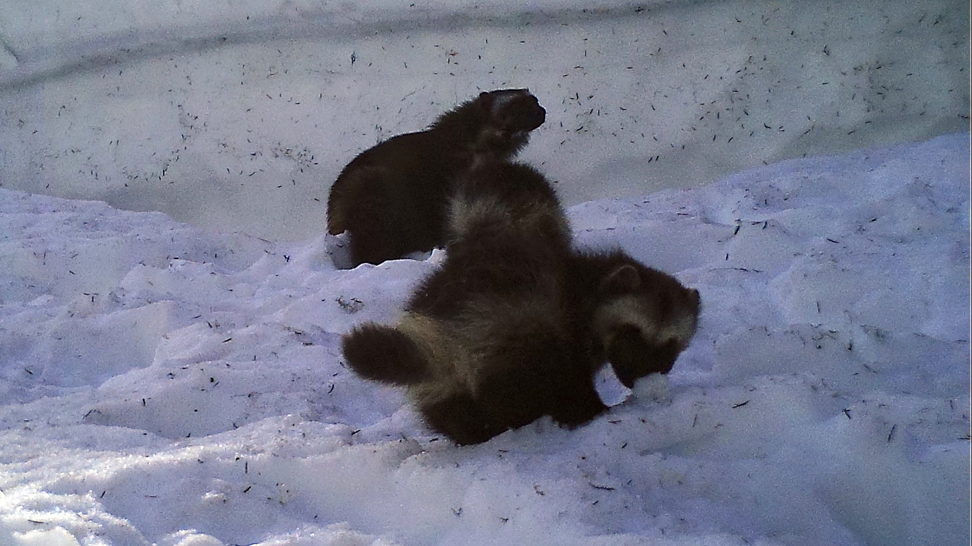 Baby wolverines caught on camera near Mount Rainier | kgw.com