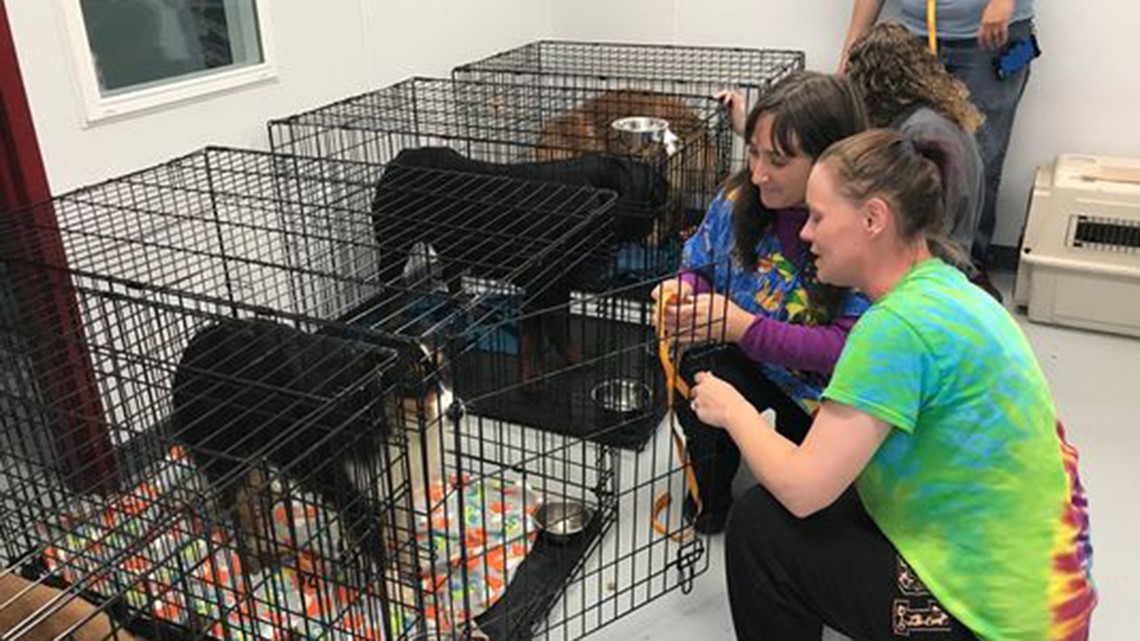 Stolen show dogs, van belonging to Seattle trainer found | kgw.com