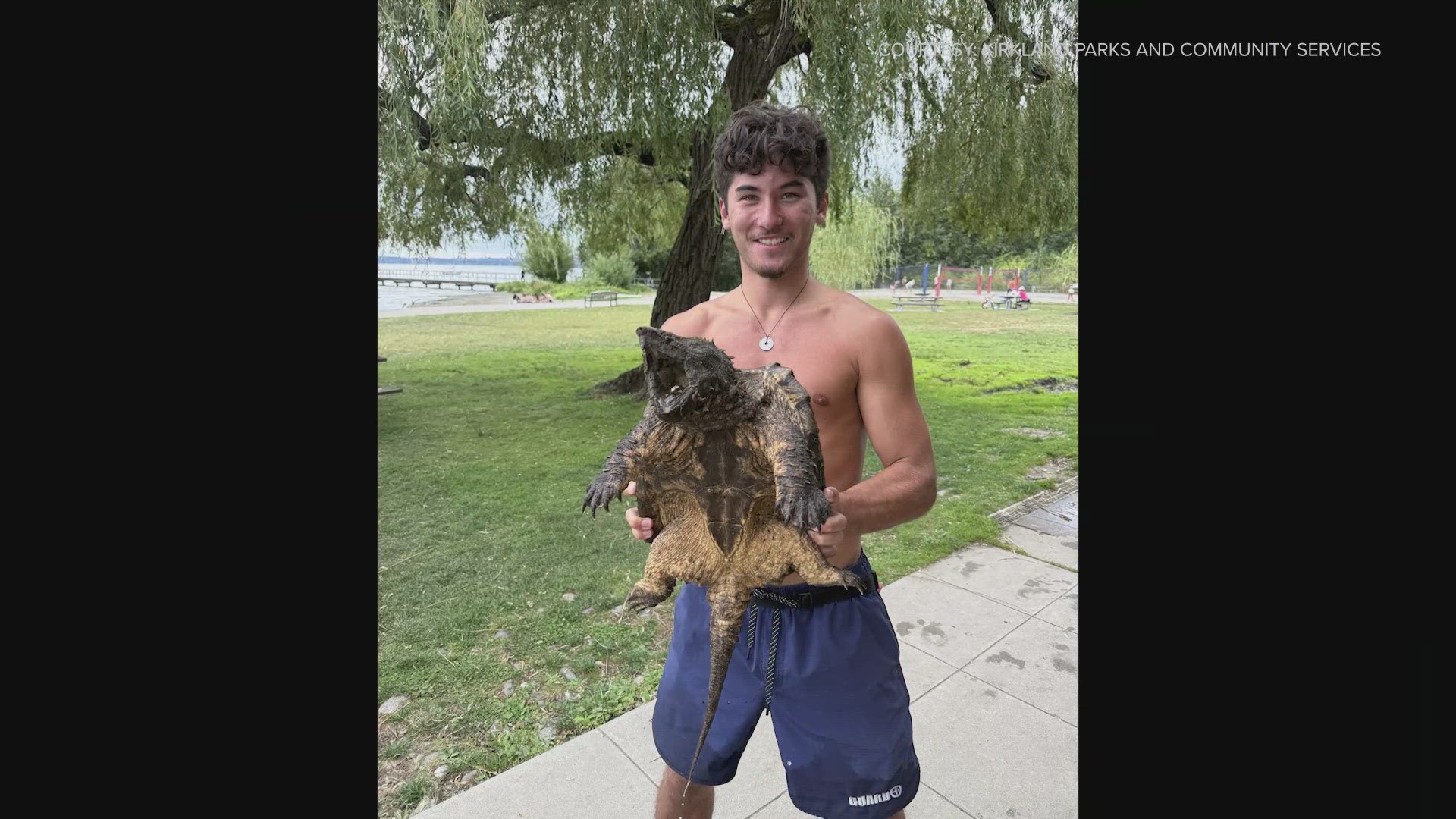 Alligator snapping turtle found at Juanita Beach Park | kgw.com
