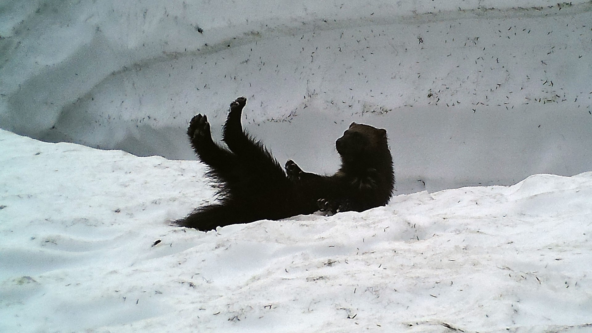 Baby wolverines caught on camera near Mount Rainier | kgw.com