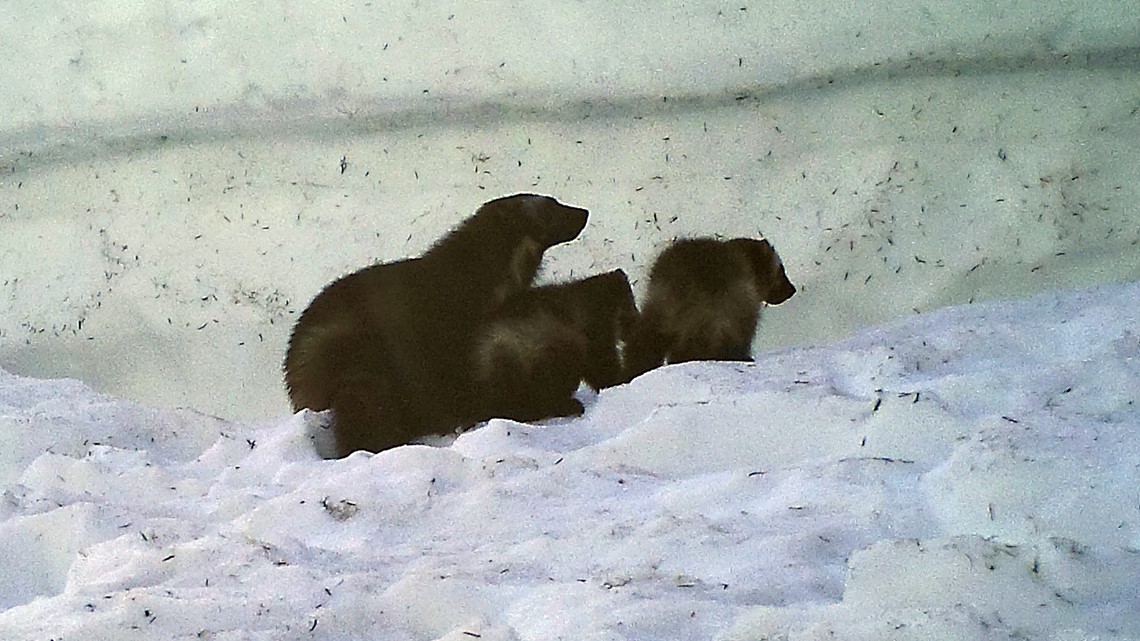Baby wolverines caught on camera near Mount Rainier | kgw.com