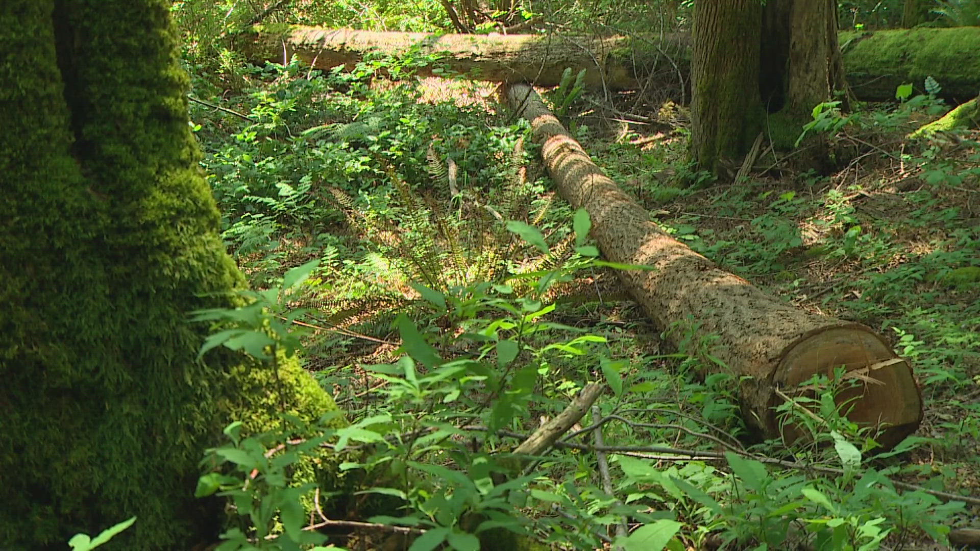 King County sues homeowners after 140 trees cut down | kgw.com