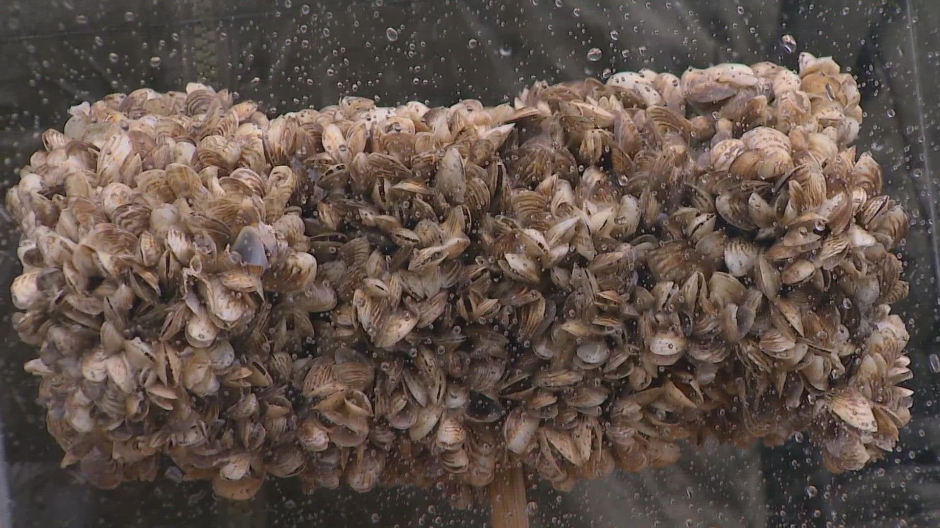 Officials urge boaters to keep boats dry, drained and clean to stop ...