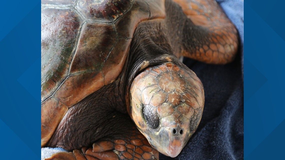 Cold-stunned loggerhead turtle found in Oregon now recovering in ...