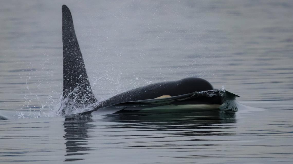 K pod orca last seen in July missing, feared dead | kgw.com