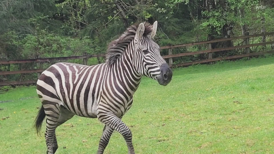 Missing zebra: County officials ask public to stay away | kgw.com