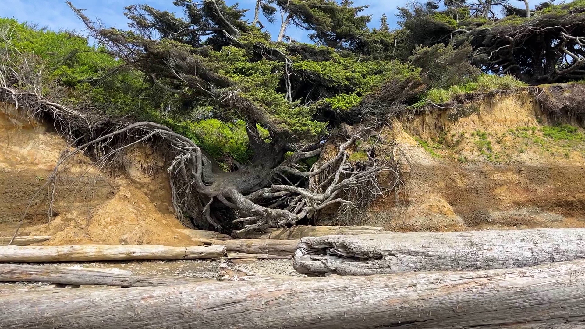 Onlookers marvel at Kalaloch's 'Tree of Life' defying erosion | kgw.com