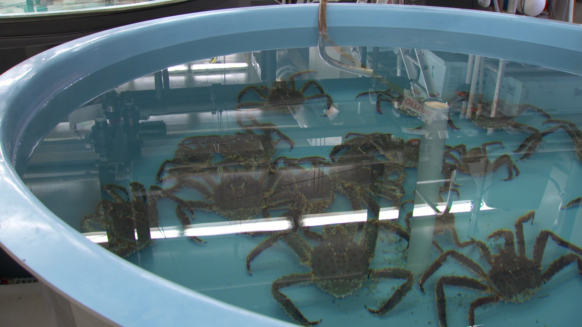 How 10 billion snow crab vanished from Alaskan waters and what it means ... How 10 billion snow crab vanished from Alaskan waters and what it means ...