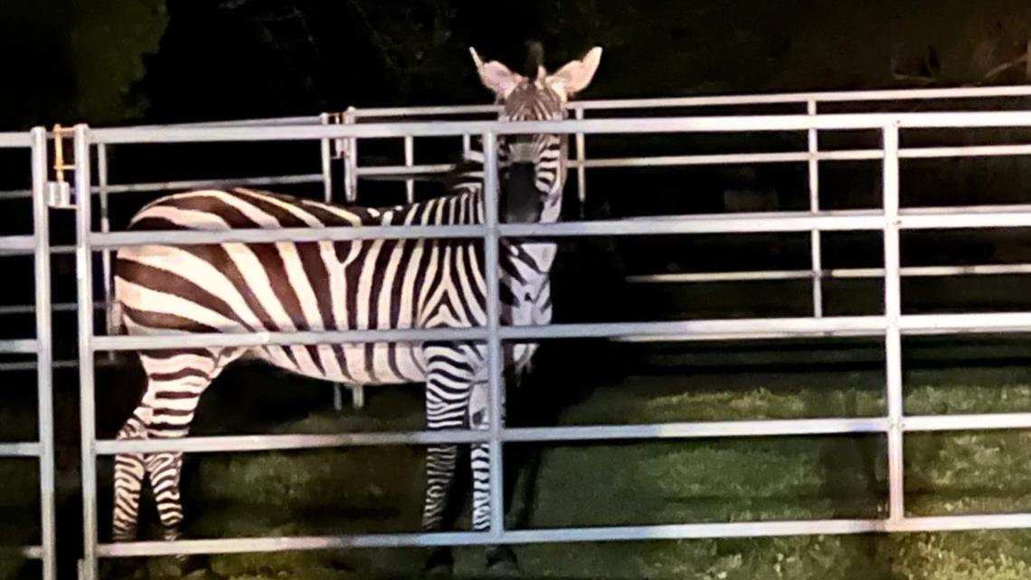 Missing zebra safely captured in Washington state | kgw.com