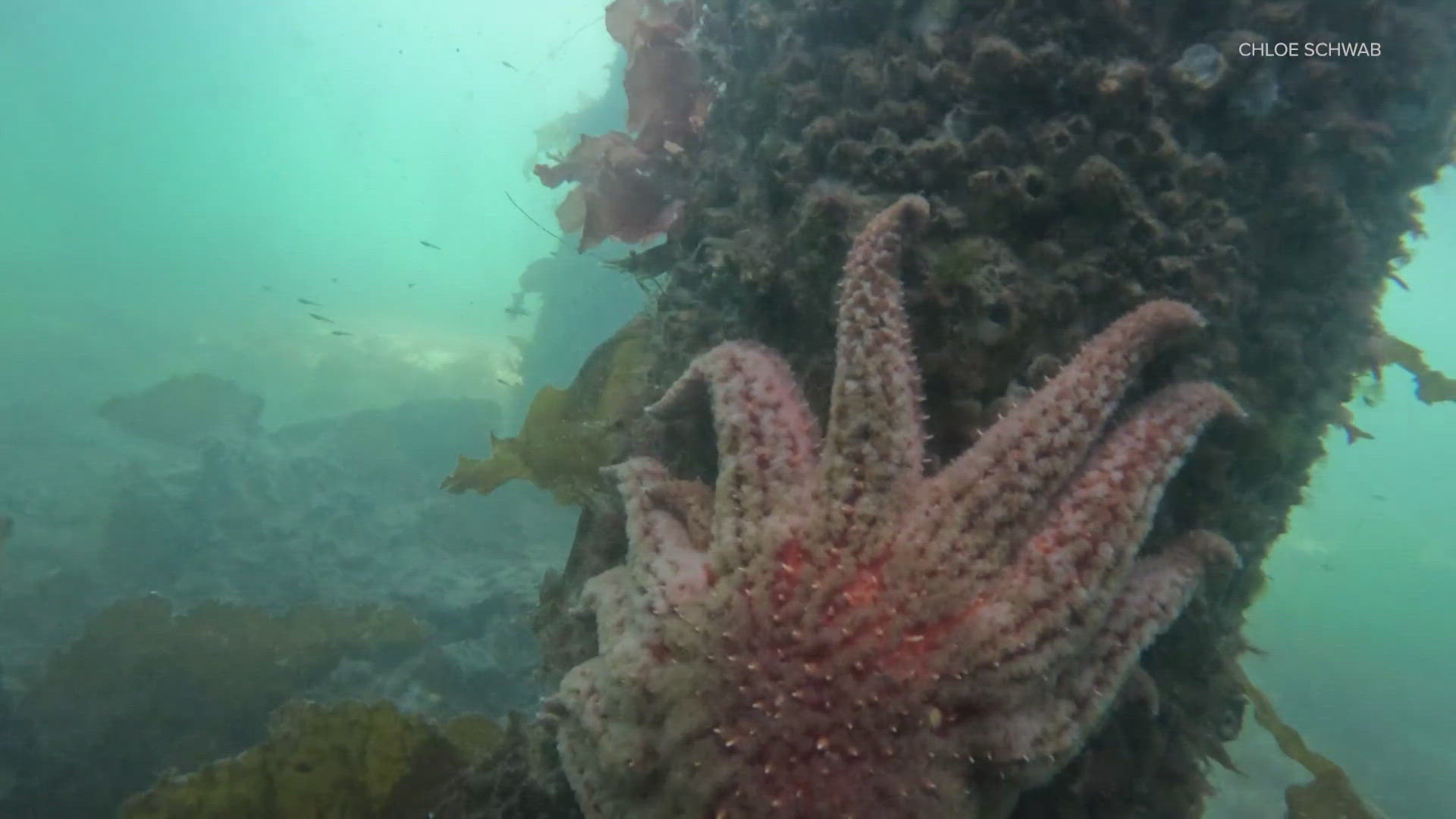 UW scientists make progress with lab-grown sea stars | kgw.com