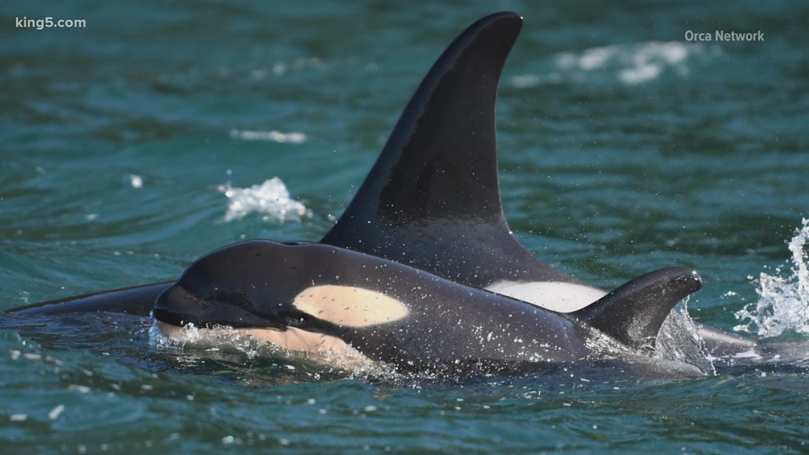 New website tracking Southern Resident Killer Whale recovery | kgw.com