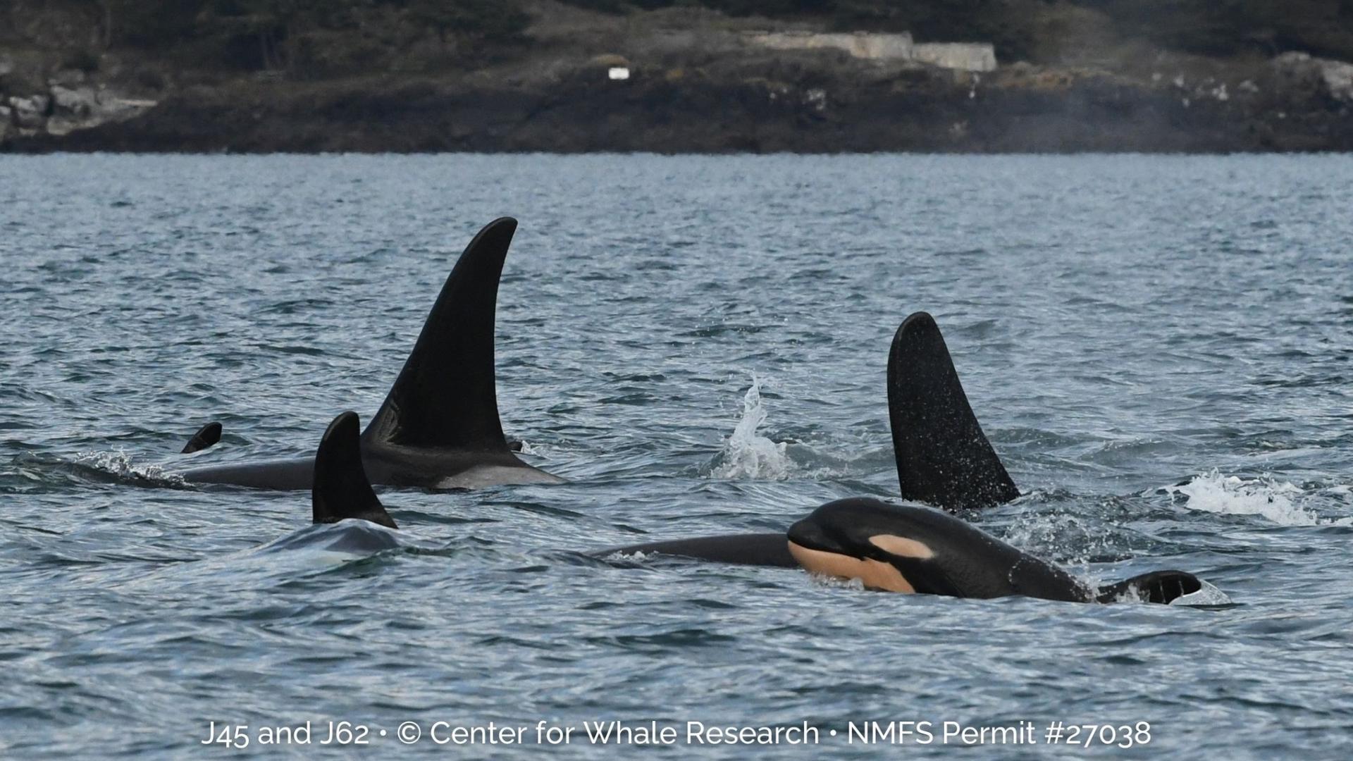 New Southern Resident orca calf J62 is a girl | kgw.com