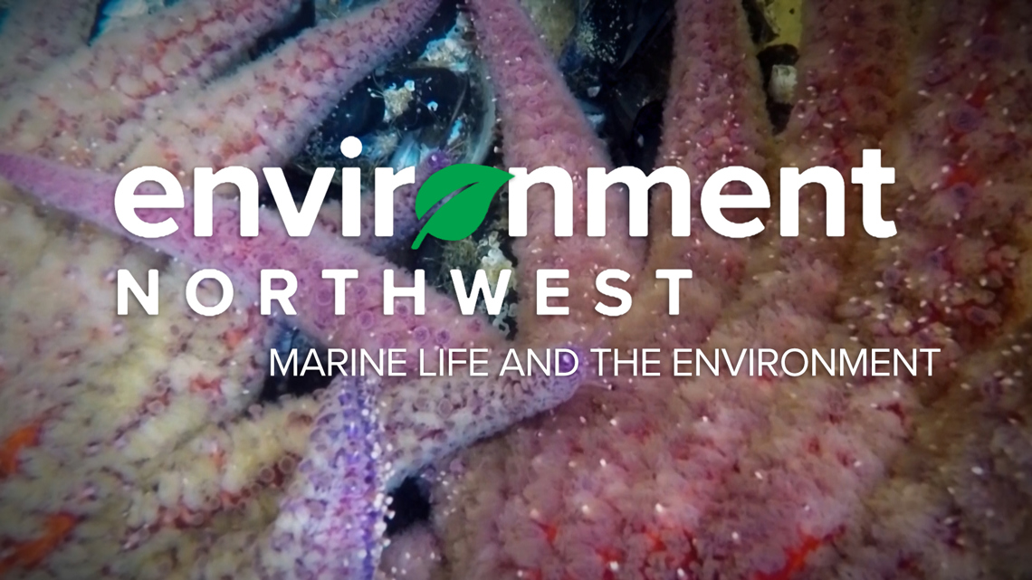 How climate change impacts Pacific Northwest marine life | Environment ...