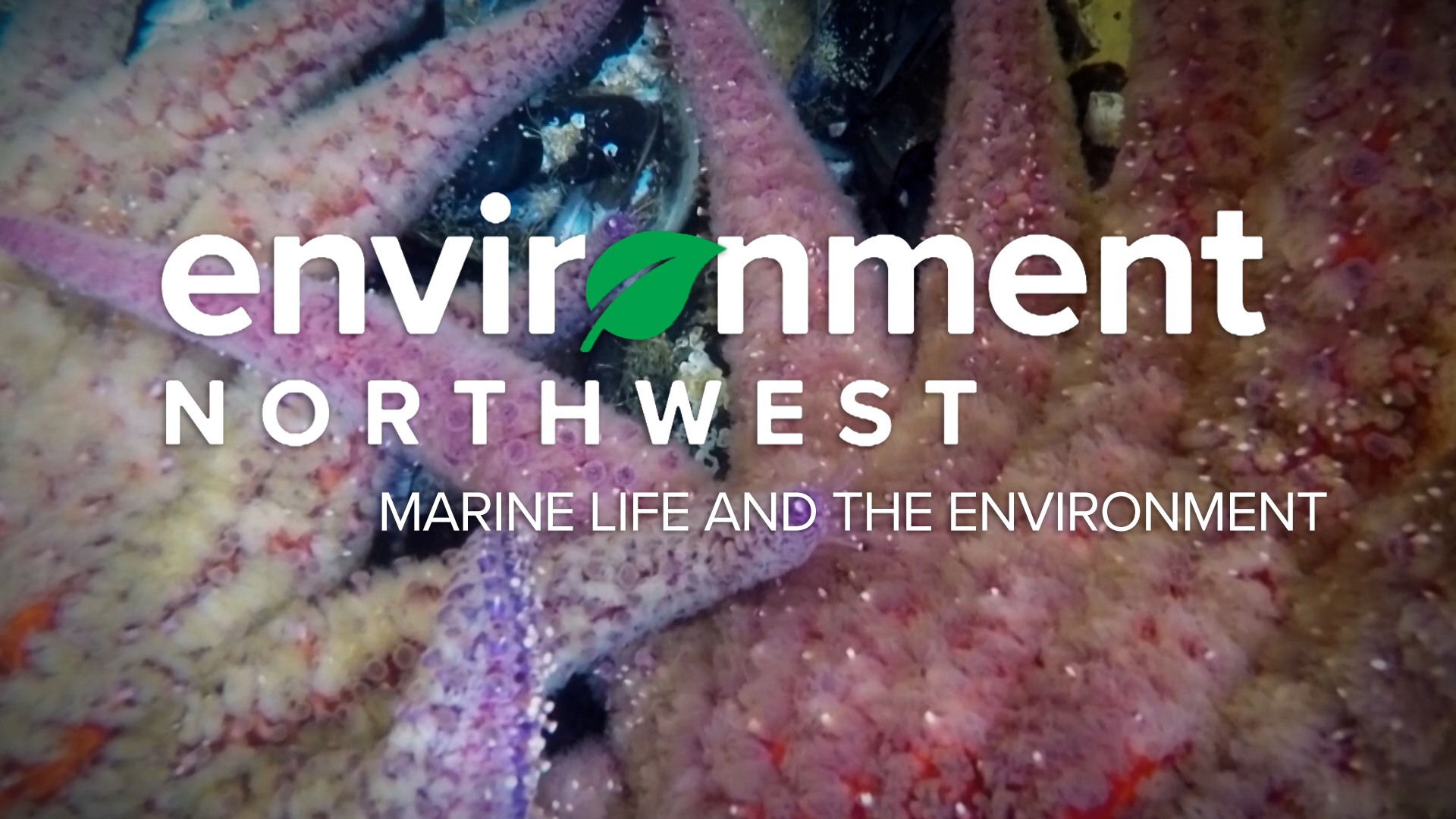 How climate change impacts Pacific Northwest marine life | Environment ...