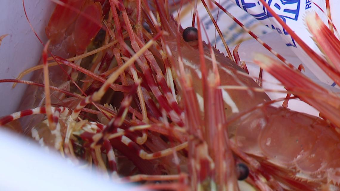 Puget Sound shrimp season sees some early closures in 2025 | kgw.com