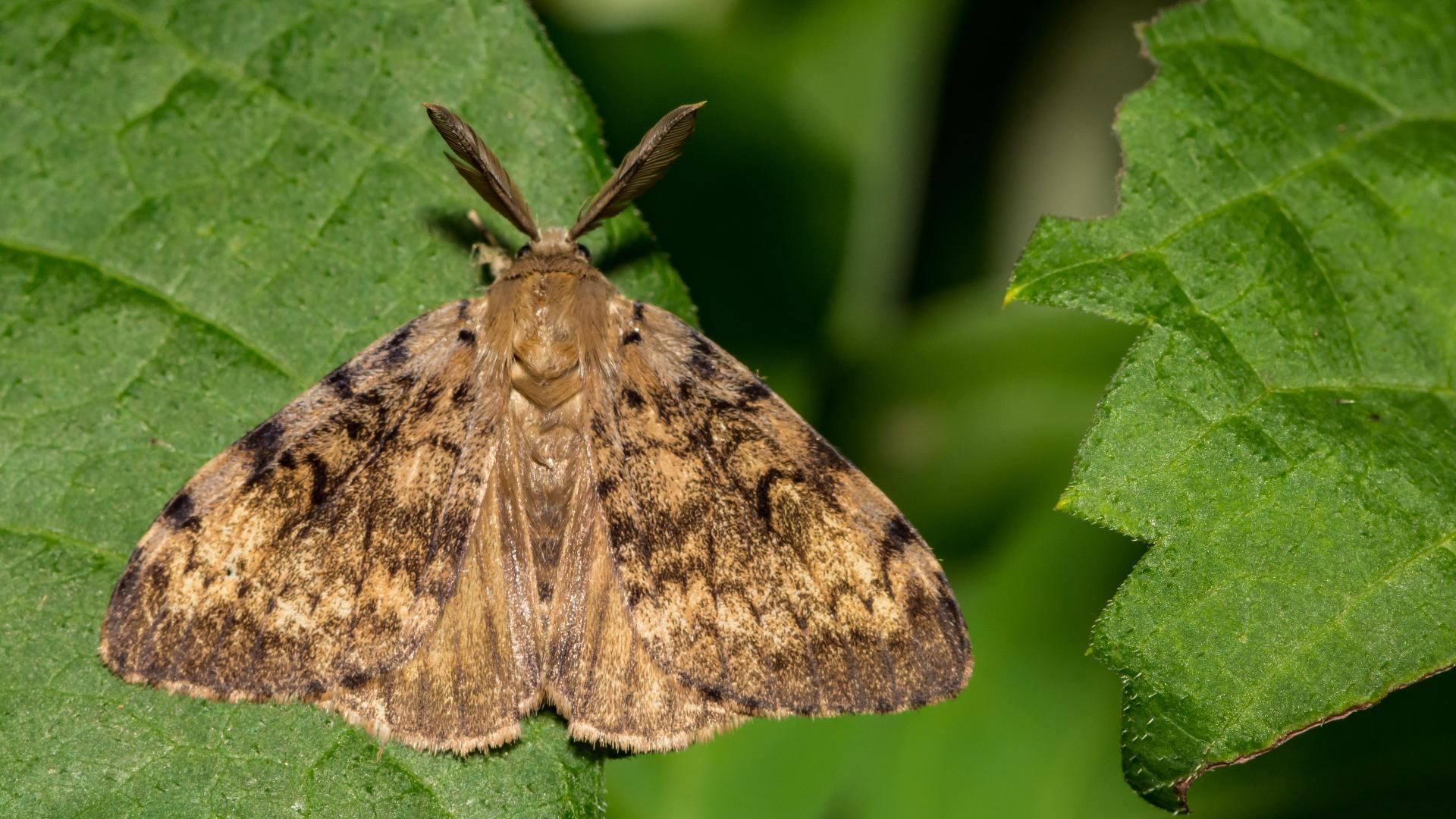'Imminent danger': Emergency declaration issued due to spongy moth ...
