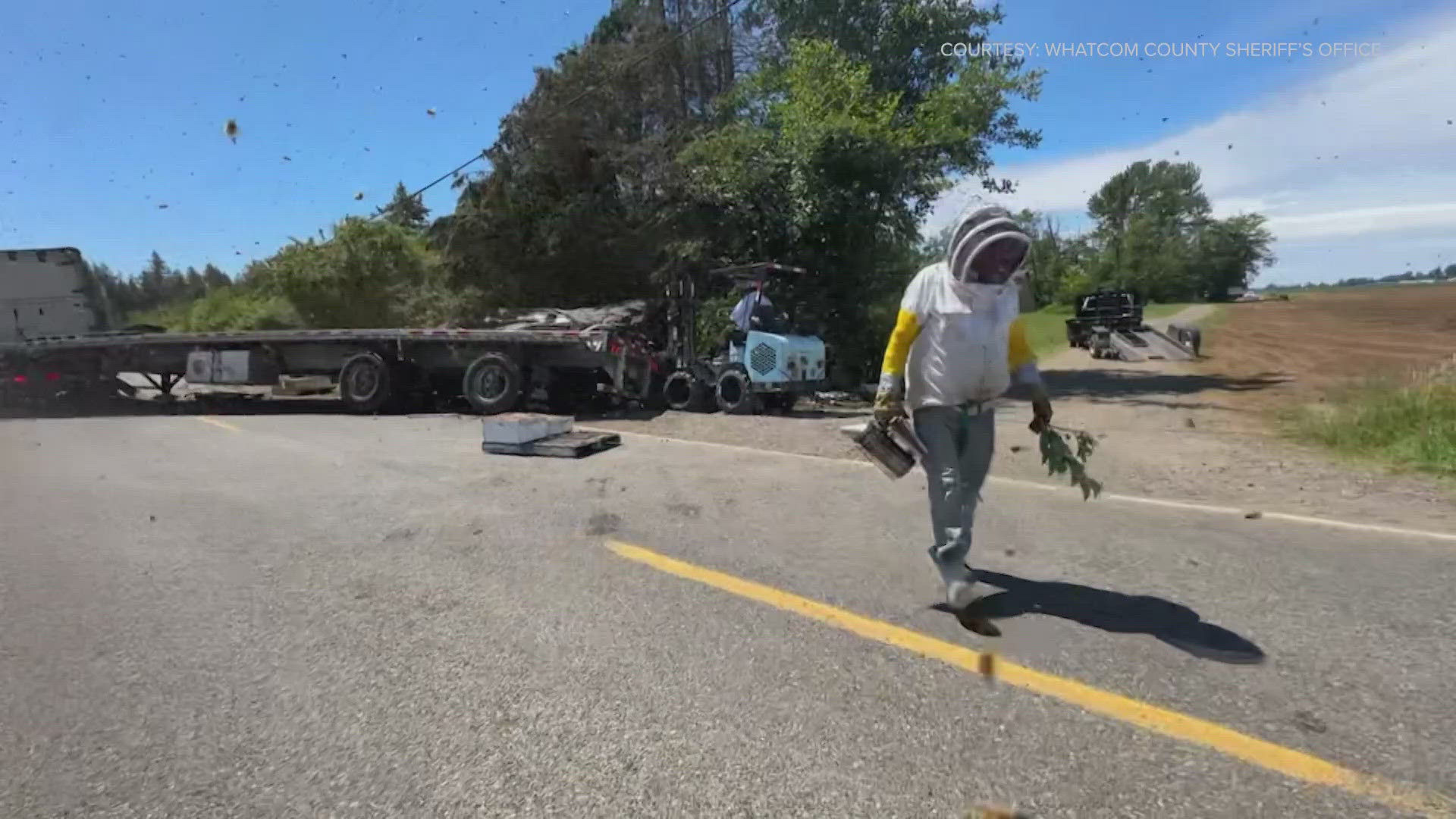 250 million bees are on the loose near Washington, Canada border | kgw.com
