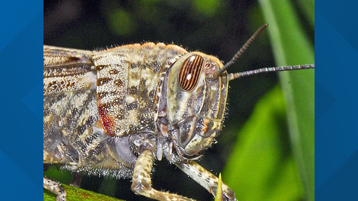 First Egyptian grasshopper detected in Everett | kgw.com