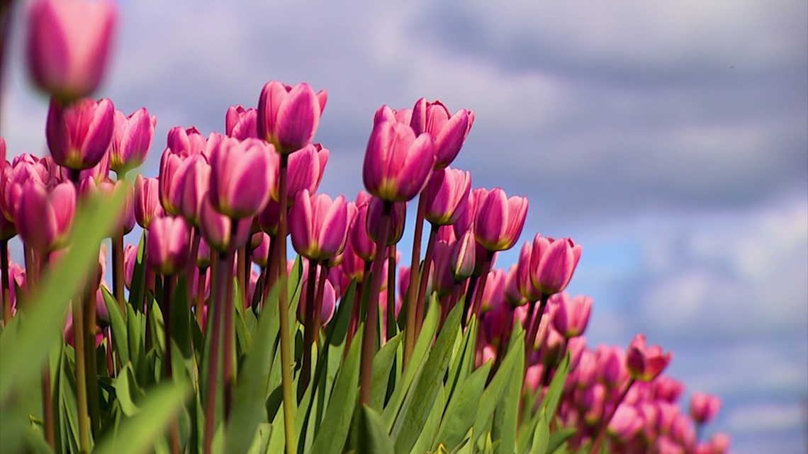 Explore the 2025 Skagit Valley Tulip Festival: Dates, attractions and ...