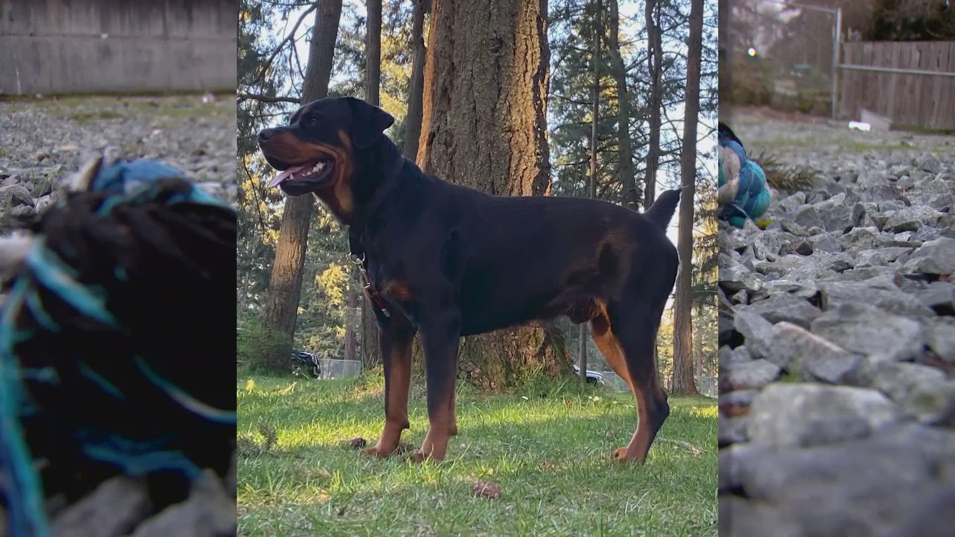 Family seeks answers after police shoot dog during assault case ...