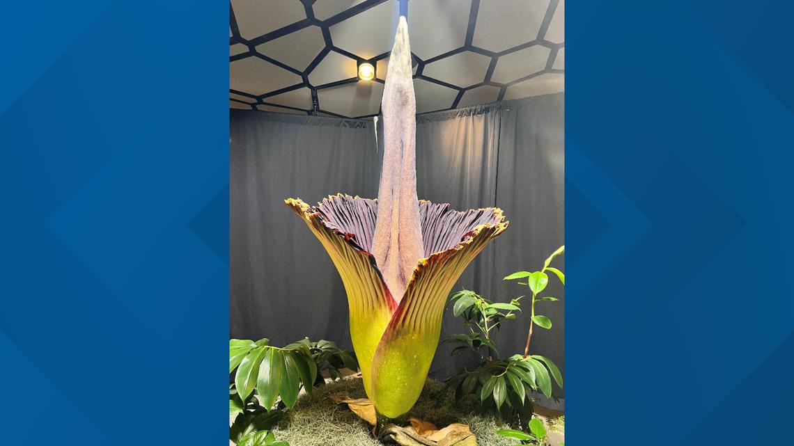 Corpse flower blooms at Amazon Spheres in Seattle | kgw.com