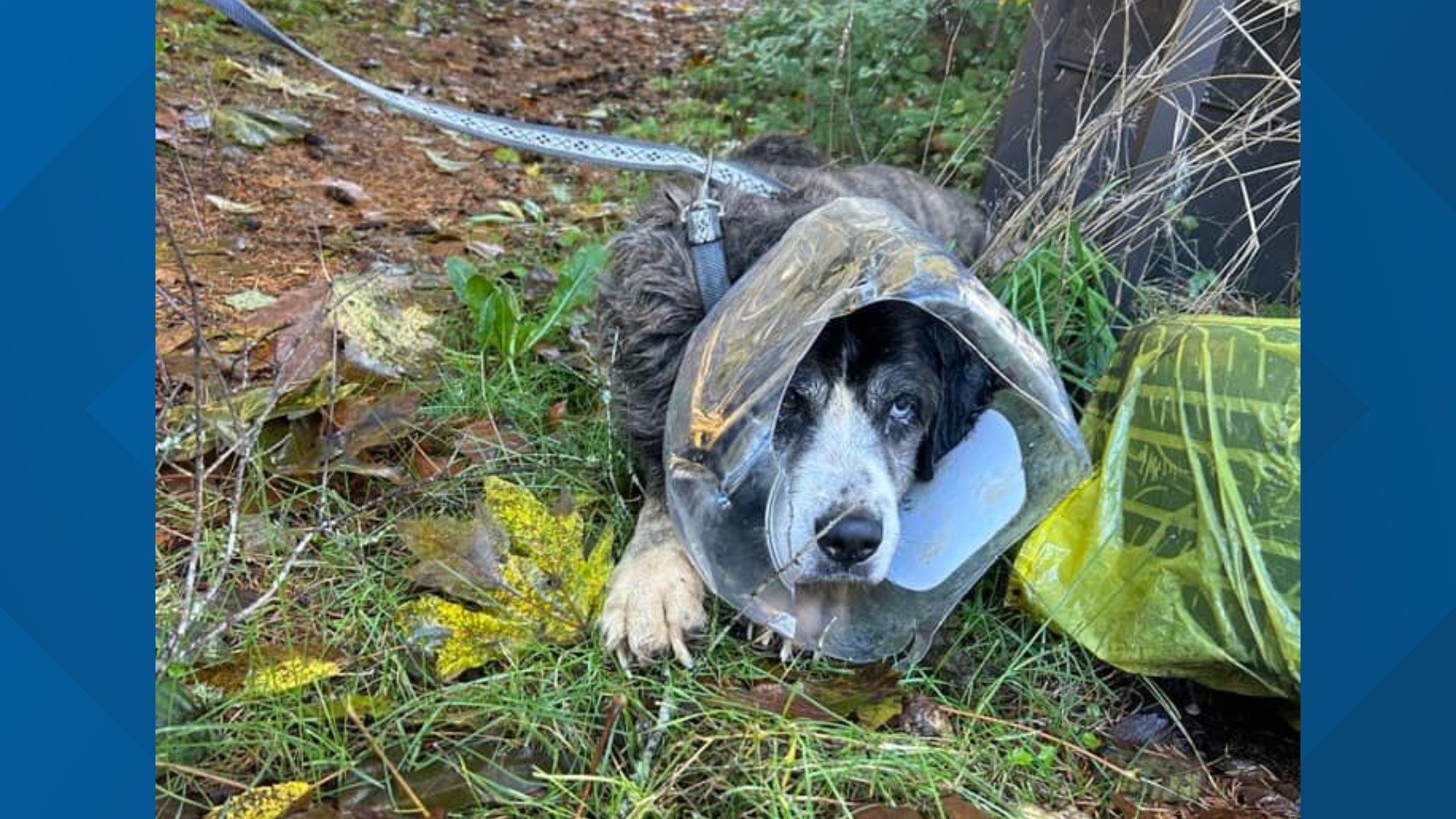 Dogs found with feces-caked fur in Mason County after owner death | kgw.com