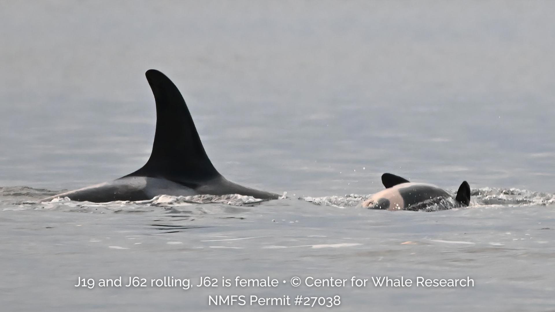 New Southern Resident orca calf J62 is a girl | kgw.com