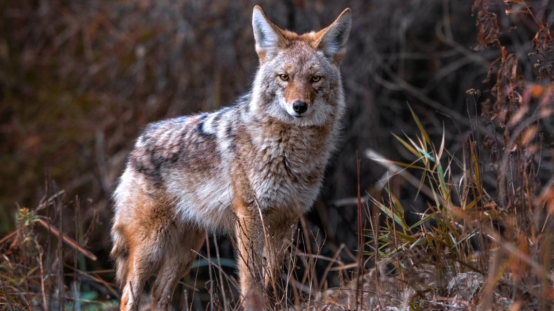 Coyote bites, injures 5-year-old boy in Renton | kgw.com