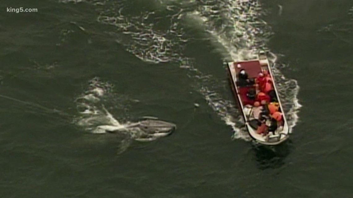 Makah Tribe granted waiver to hunt gray whales | kgw.com