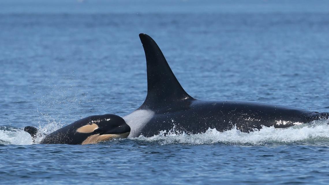 New southern resident orca calf spotted with L pod | kgw.com