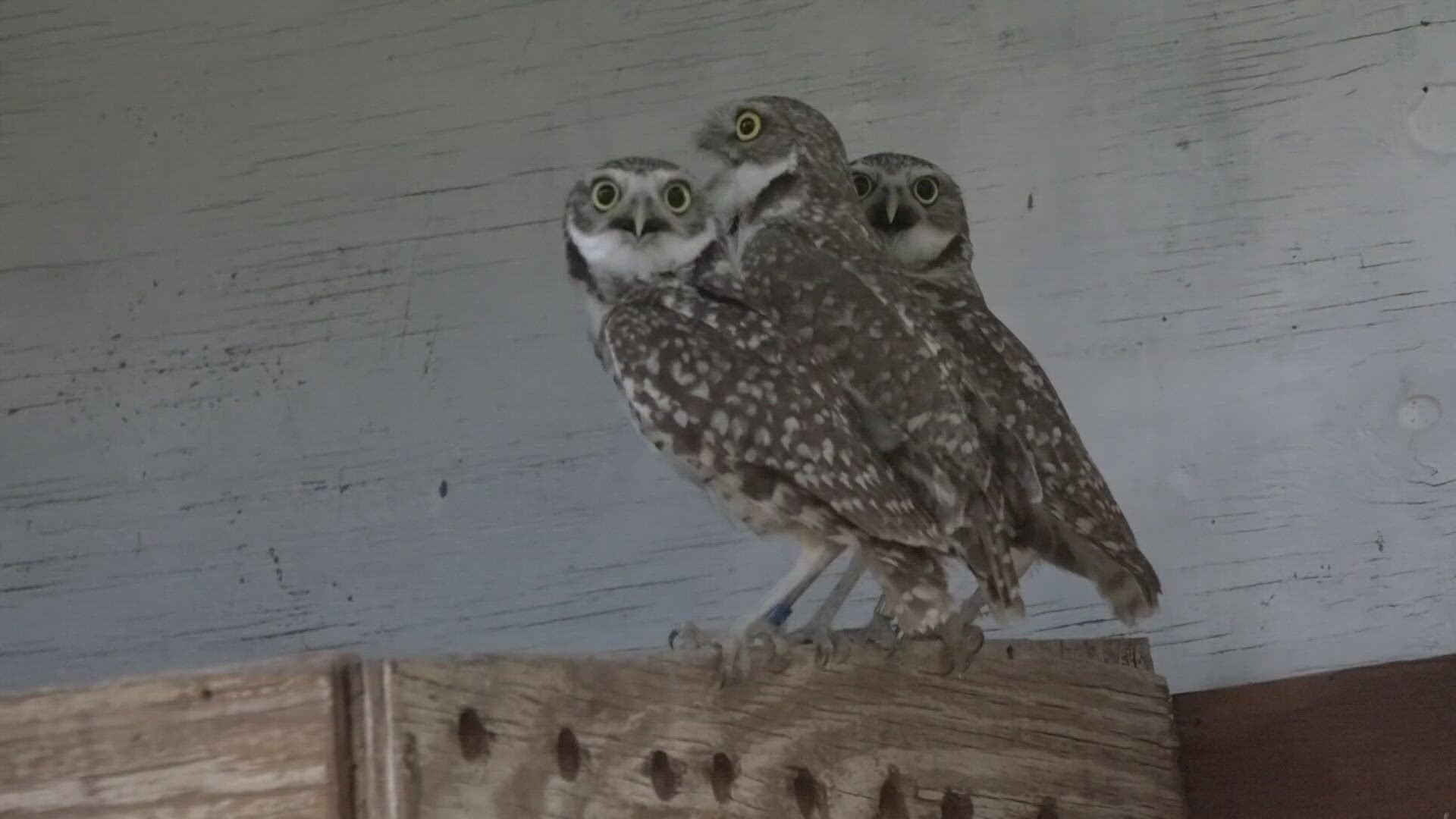 54 owls fell out of the Arizona sky, scientists investigating why | kgw.com