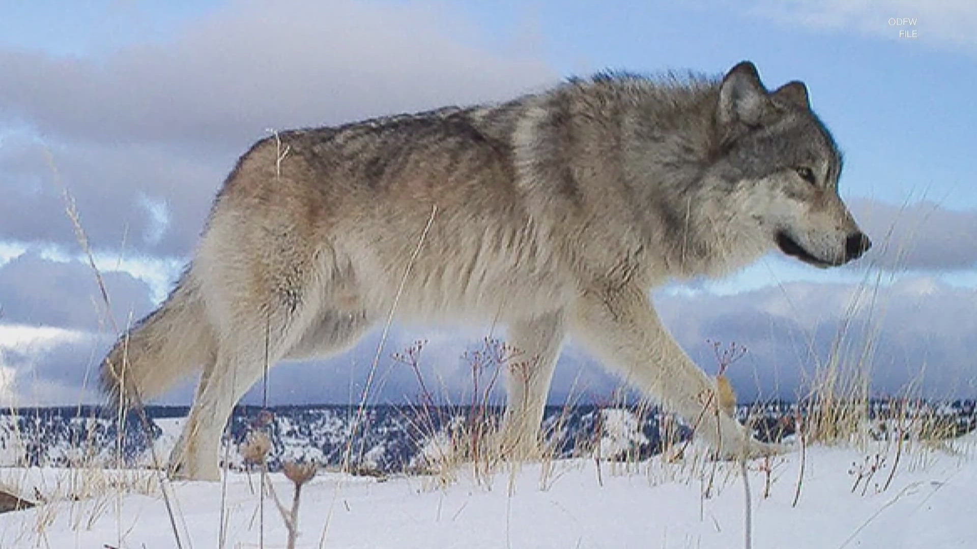 Washington's wolf population reaches highest level yet, says WDFW | kgw.com