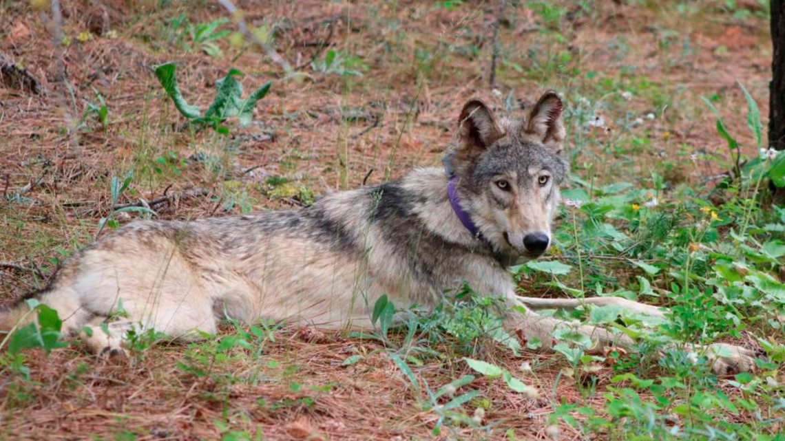 Center for Biological Diversity intends to sue US Fish and Wildlife ...